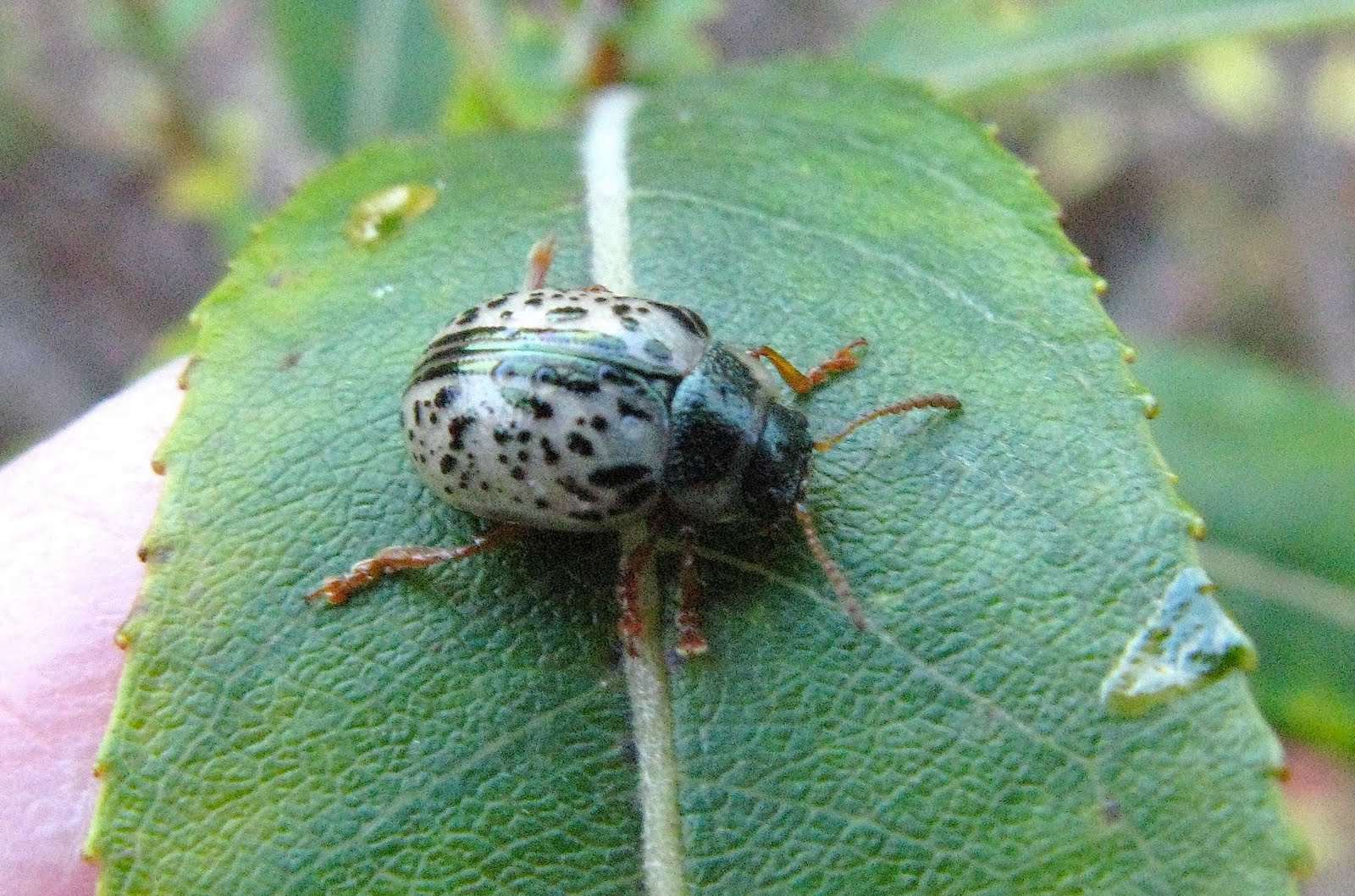 Saratoga woods and waterways: Pine Cone Willow Gall
