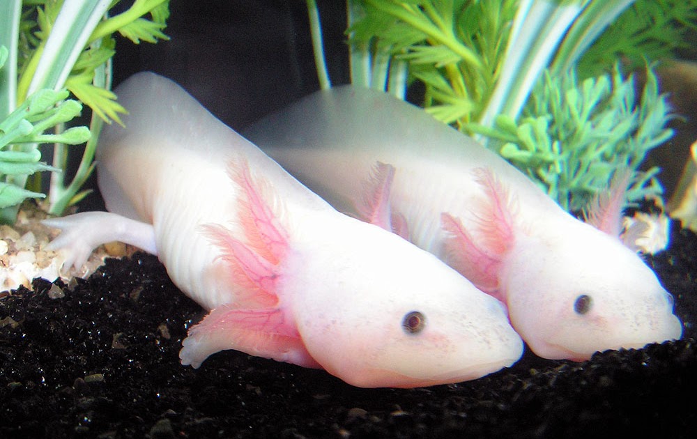 Peoples Lives: AXOLOTLS