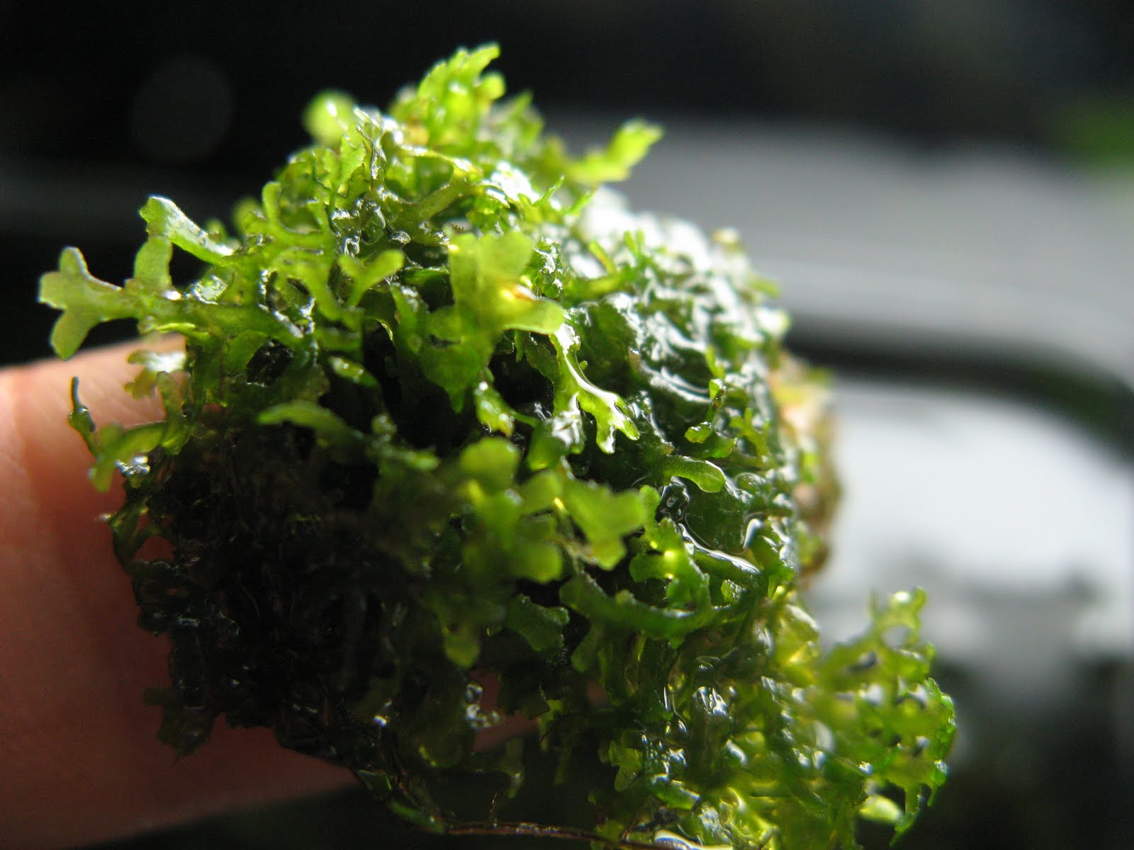 homepeixe: Riccardia chamedryfolia (minipelia)