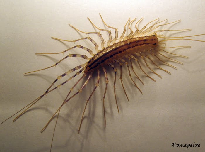 homepeixe: Scutigeromorpha Scutigeridae