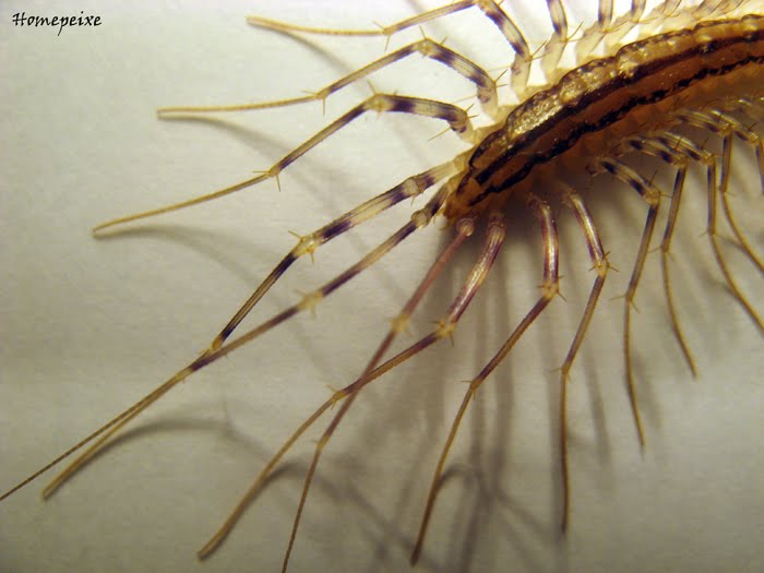 homepeixe: Scutigeromorpha Scutigeridae