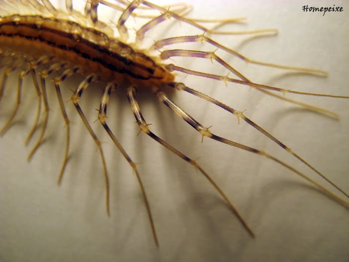 homepeixe: Scutigeromorpha Scutigeridae