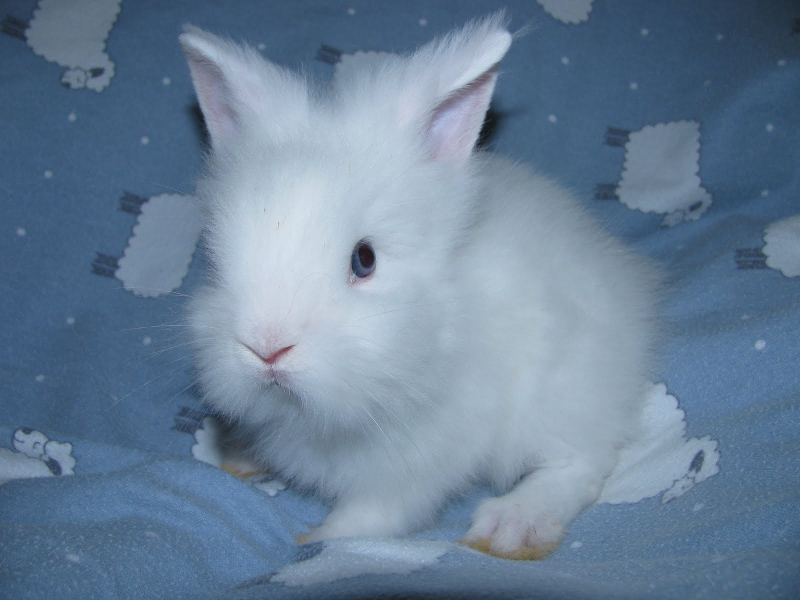 Greenland Farms: Lionhead bunnies currently for sale!
