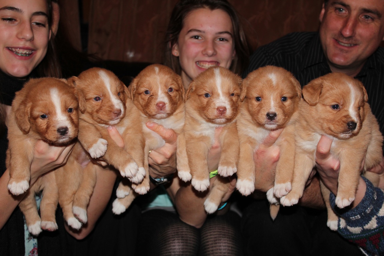 Nova Scotia Duck Toller Puppies December 2010 nova-scotia-duck-toller-puppies-december-2010