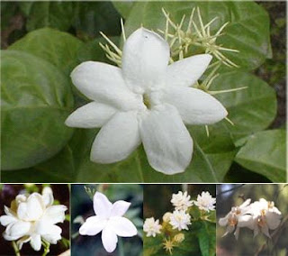 Pecinta Alam Soponyono: MELATI ( Jasmine officinalle )