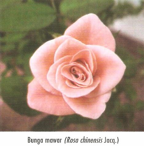 Tanaman Obat Keluarga "Back to Nature": BUNGA MAWAR