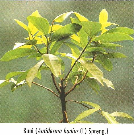 Tanaman Obat Keluarga "Back to Nature": BUNI / WUNI