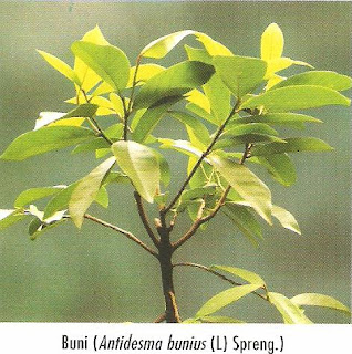 Tanaman Obat Keluarga "Back to Nature": BUNI / WUNI