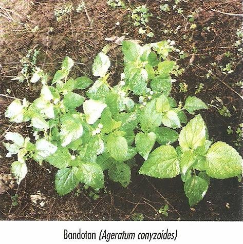 Tanaman Obat Keluarga "Back to Nature": BANDOTAN
