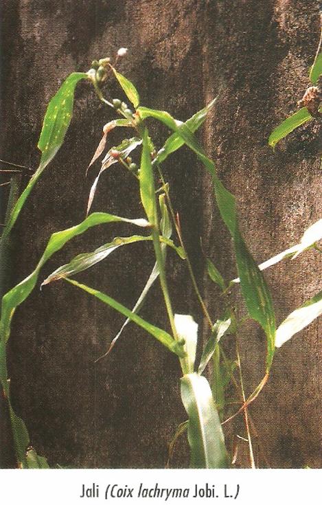 Tanaman Obat Keluarga "Back to Nature": JALI