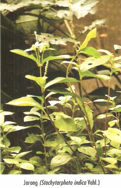 Tanaman Obat Keluarga "Back to Nature": JARONG