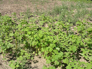 Whitetail Food Plots: Lessons learned-Buckwheat / Iron-Clay Cowpeas ...