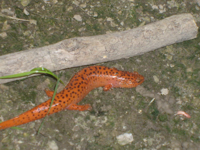 Around Roanoke, VA (A Daily Photo Blog): Orange Salamander