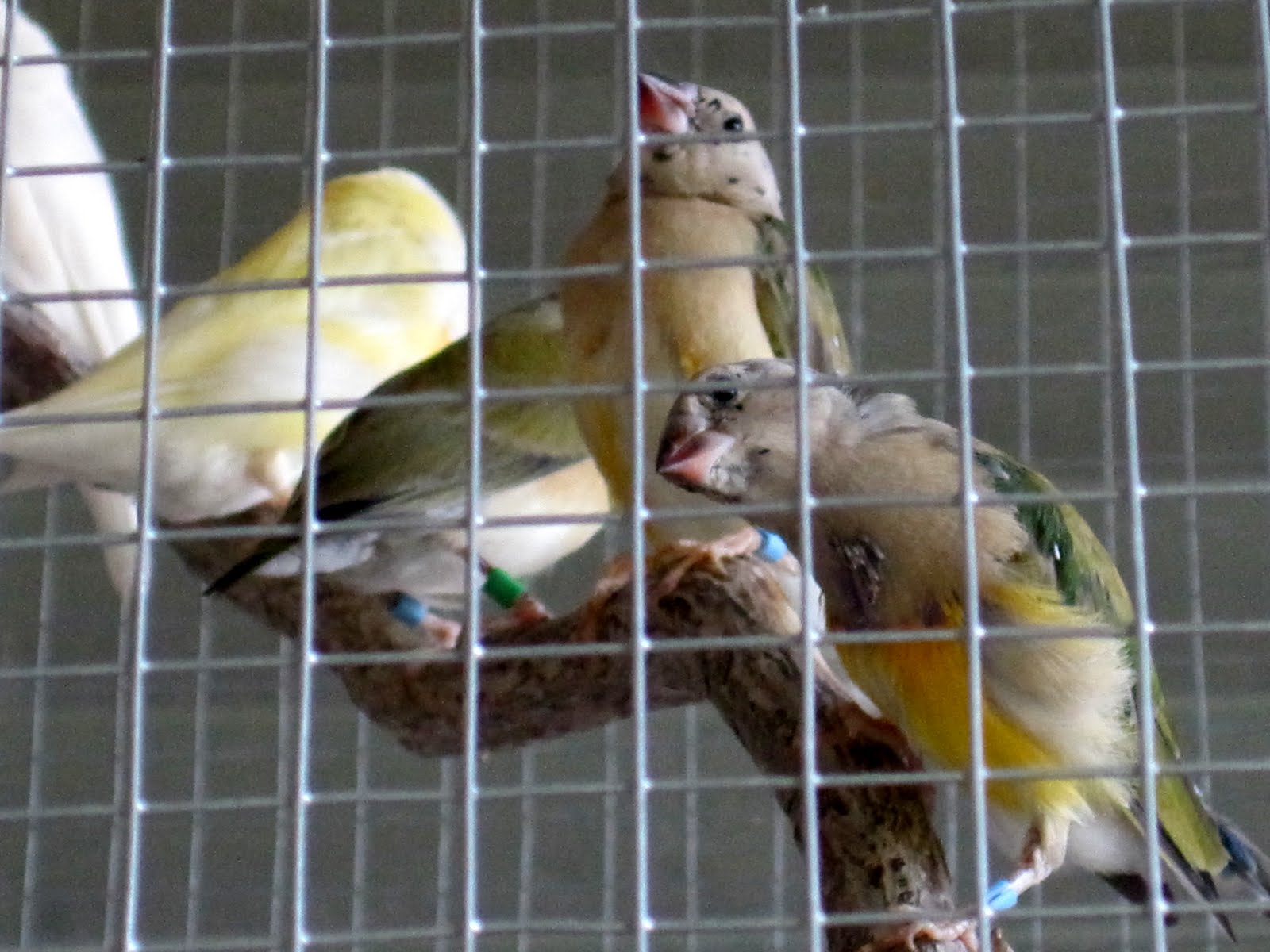 Happy Bird Place Finch and Grasskeet Blog: baby pictures