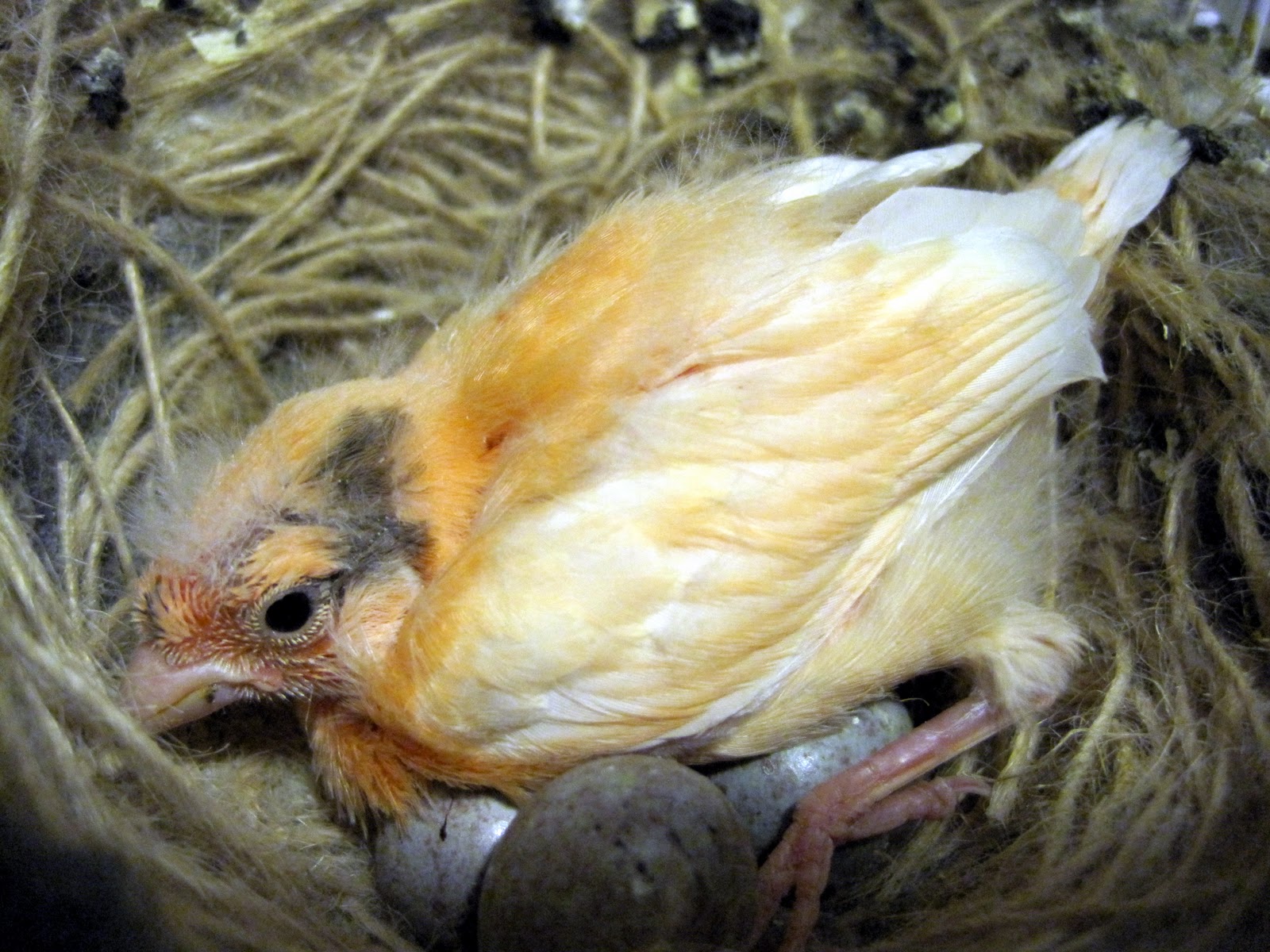 Happy Bird Place Finch and Grasskeet Blog: Baby bird updates...