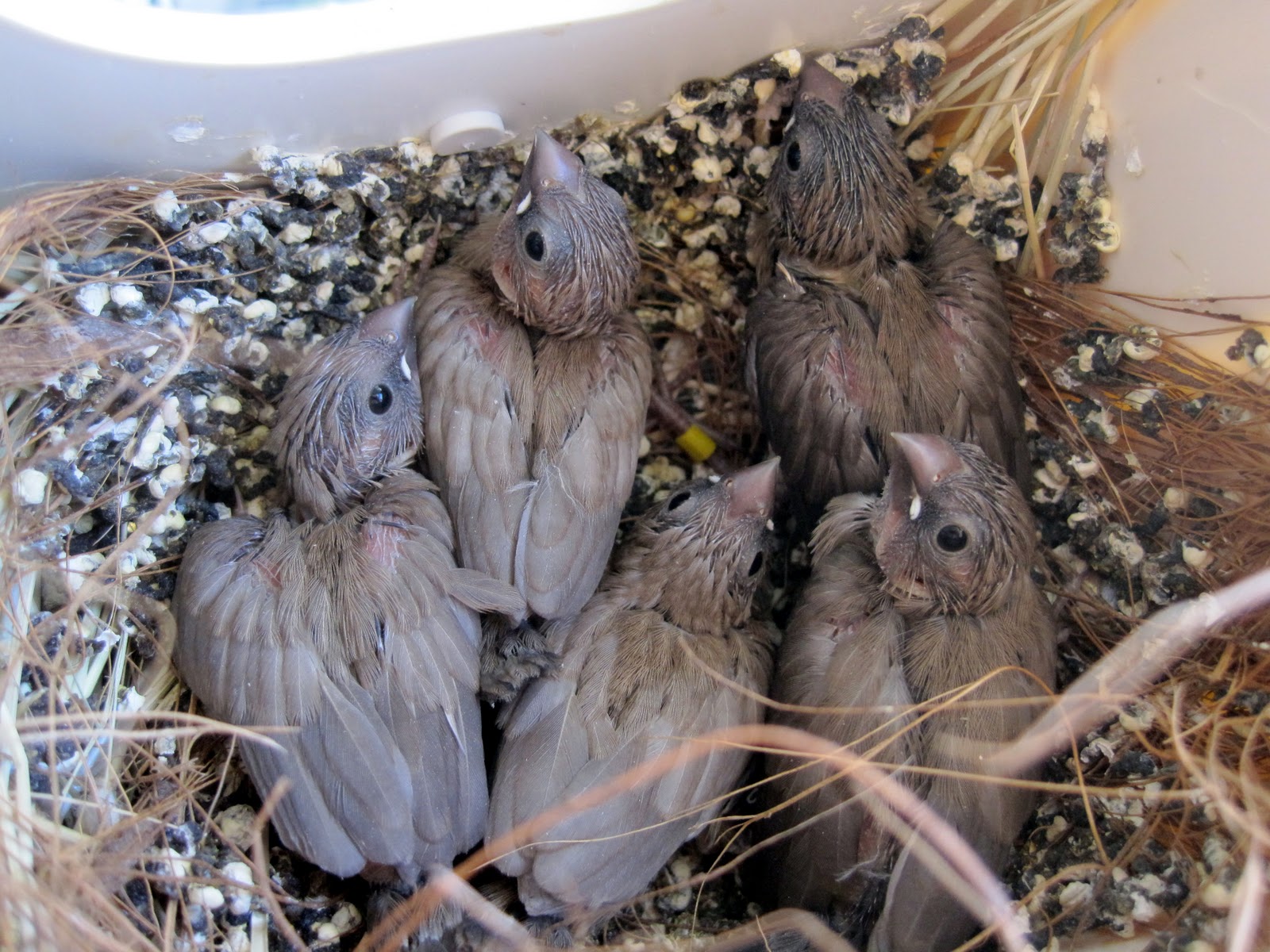Happy Bird Place Finch and Grasskeet Blog: Babies and mutations...
