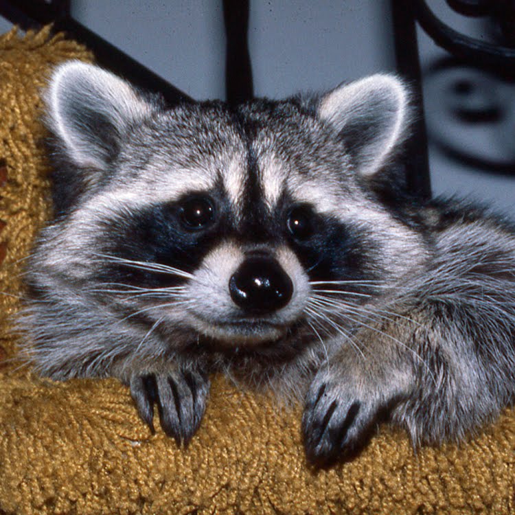 Stanleigh The Raccoon