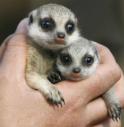 Unique Animals blogs: Cute Baby Animals 18, Baby Animals Cute Pictures ...