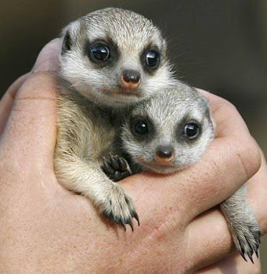 Unique Animals blogs: Cute Baby Animals 18, Baby Animals Cute Pictures ...