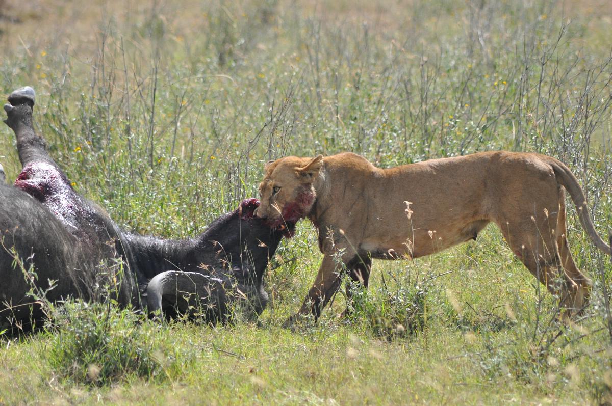 Unique Animals blogs: Lion Hunting Buffalo, Lions Hunting Buffalo Video ...