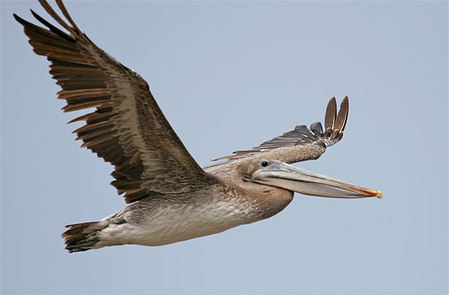 Unique Animals blogs: Birds Flying, Flying Birds Pictures and Photos
