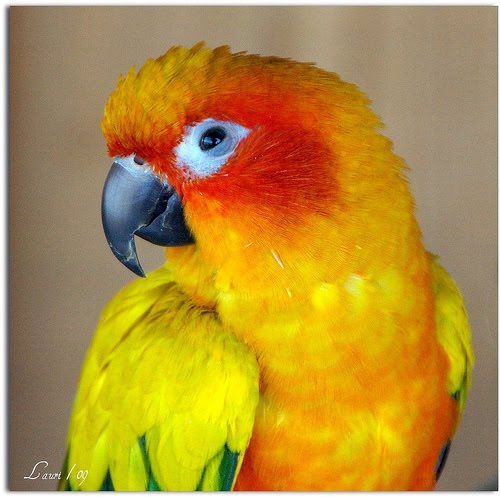 Unique Animals blogs: 10 Colourful Birds Pictures, Birds Colorful Photos