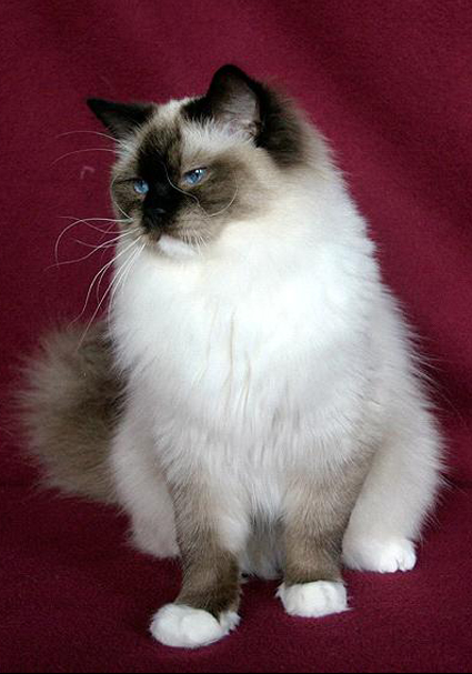 Cantinho dos Gatos: Conhecendo as Raças: Ragdoll