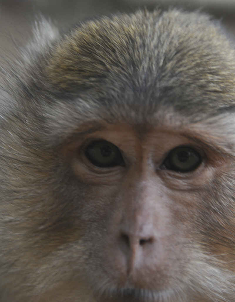 How Common Is Whooping Cough