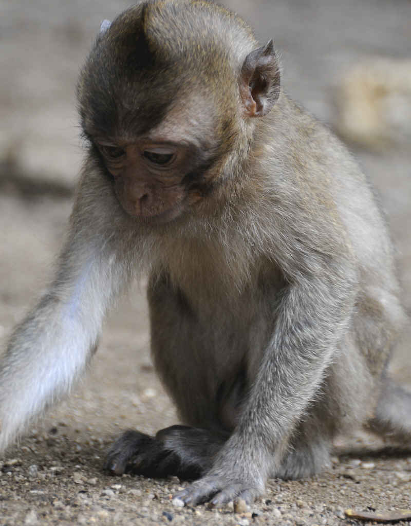 How Common Is Whooping Cough