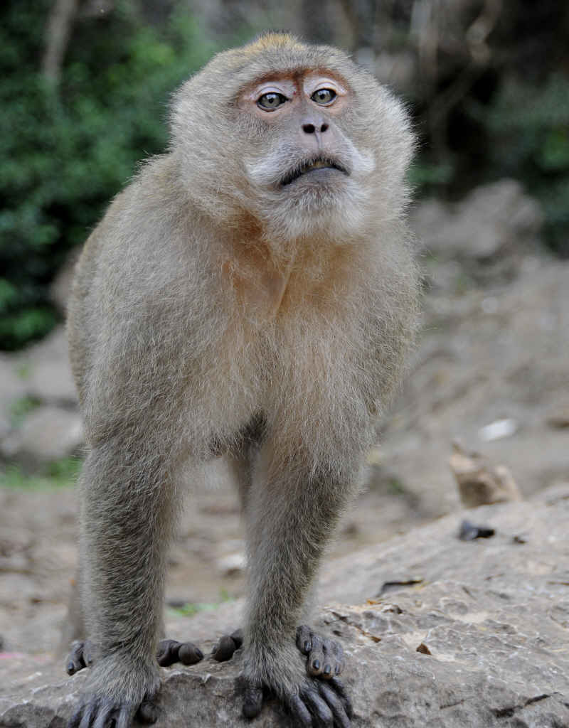 How Common Is Whooping Cough