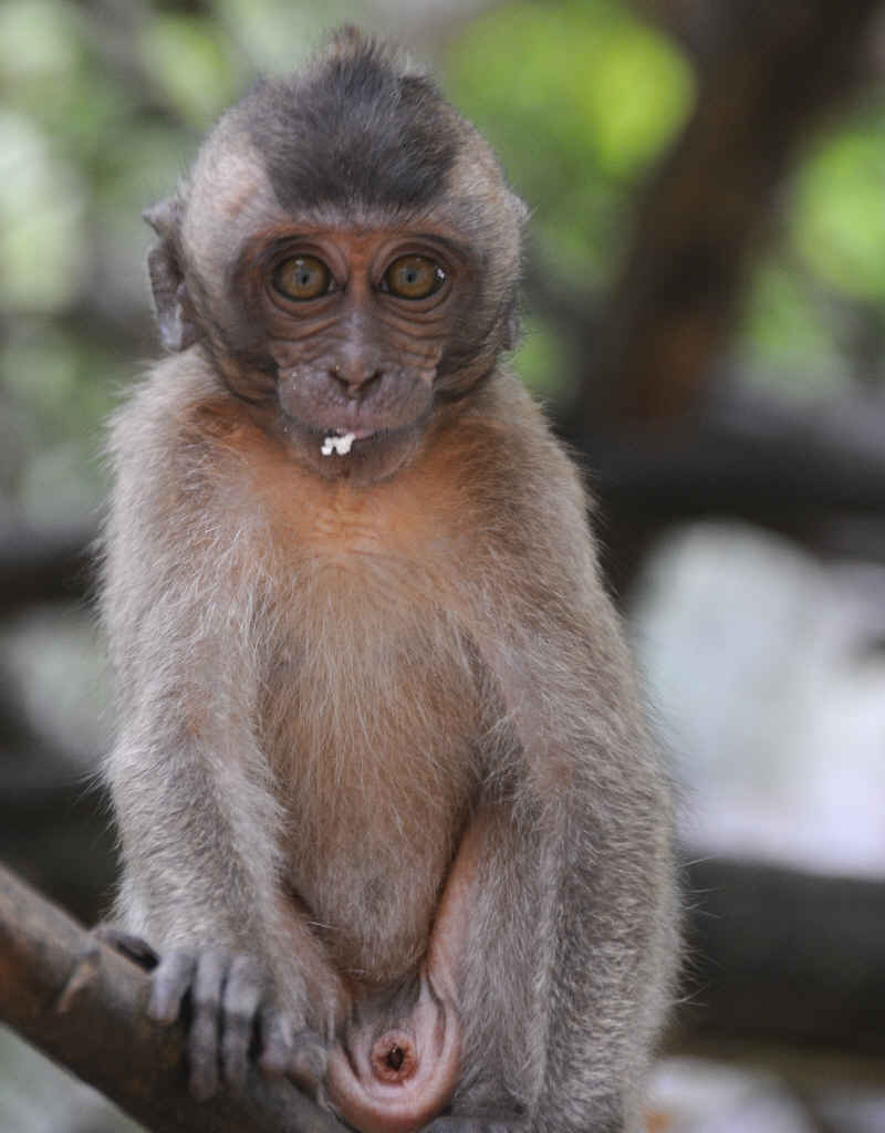 How Common Is Whooping Cough