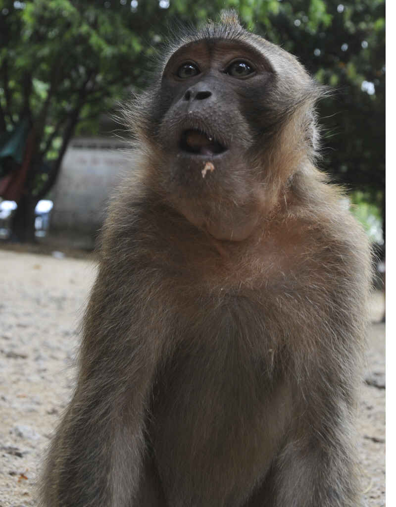 How Common Is Whooping Cough