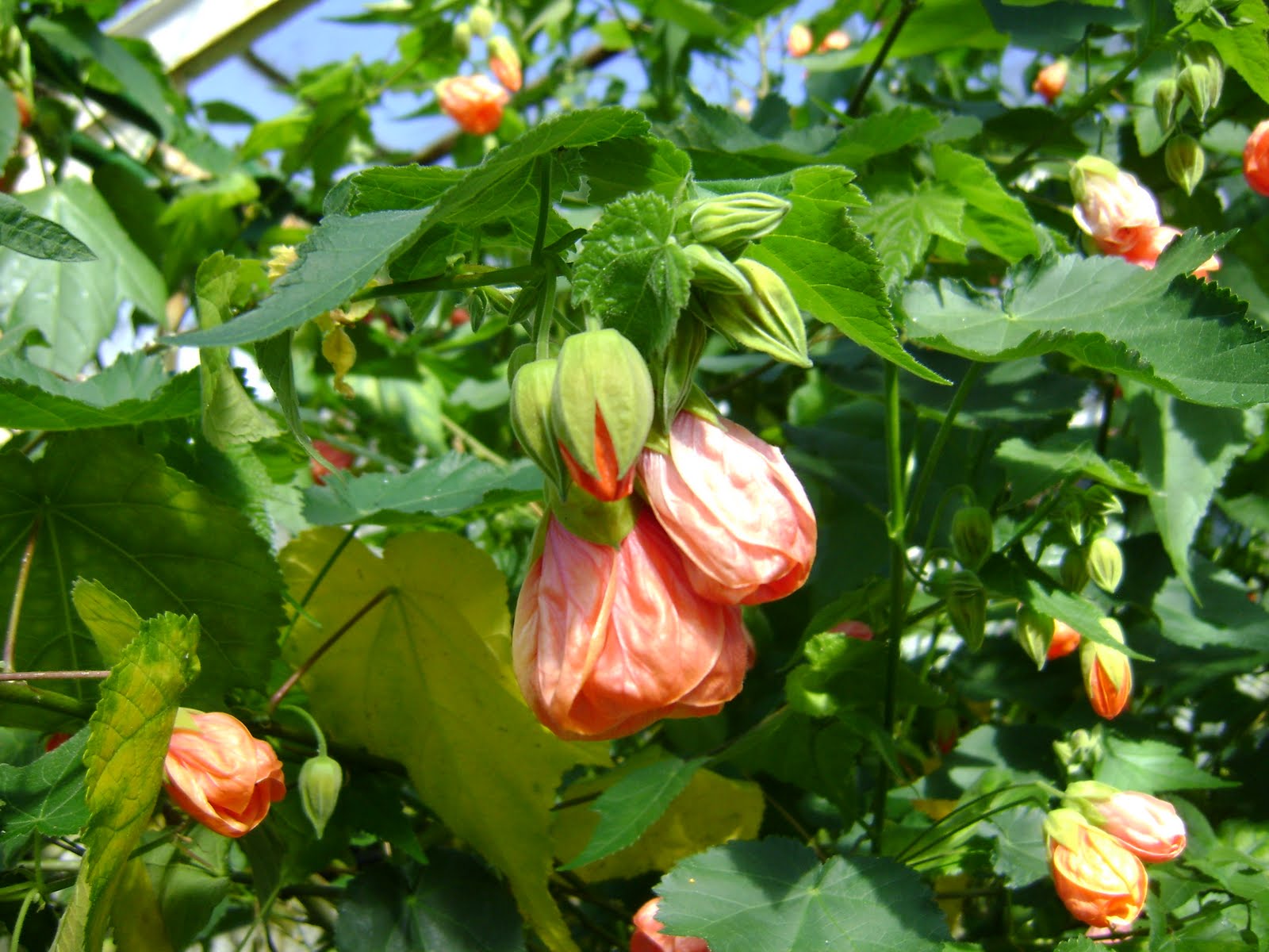BOTANIKA: Abutilon pictum