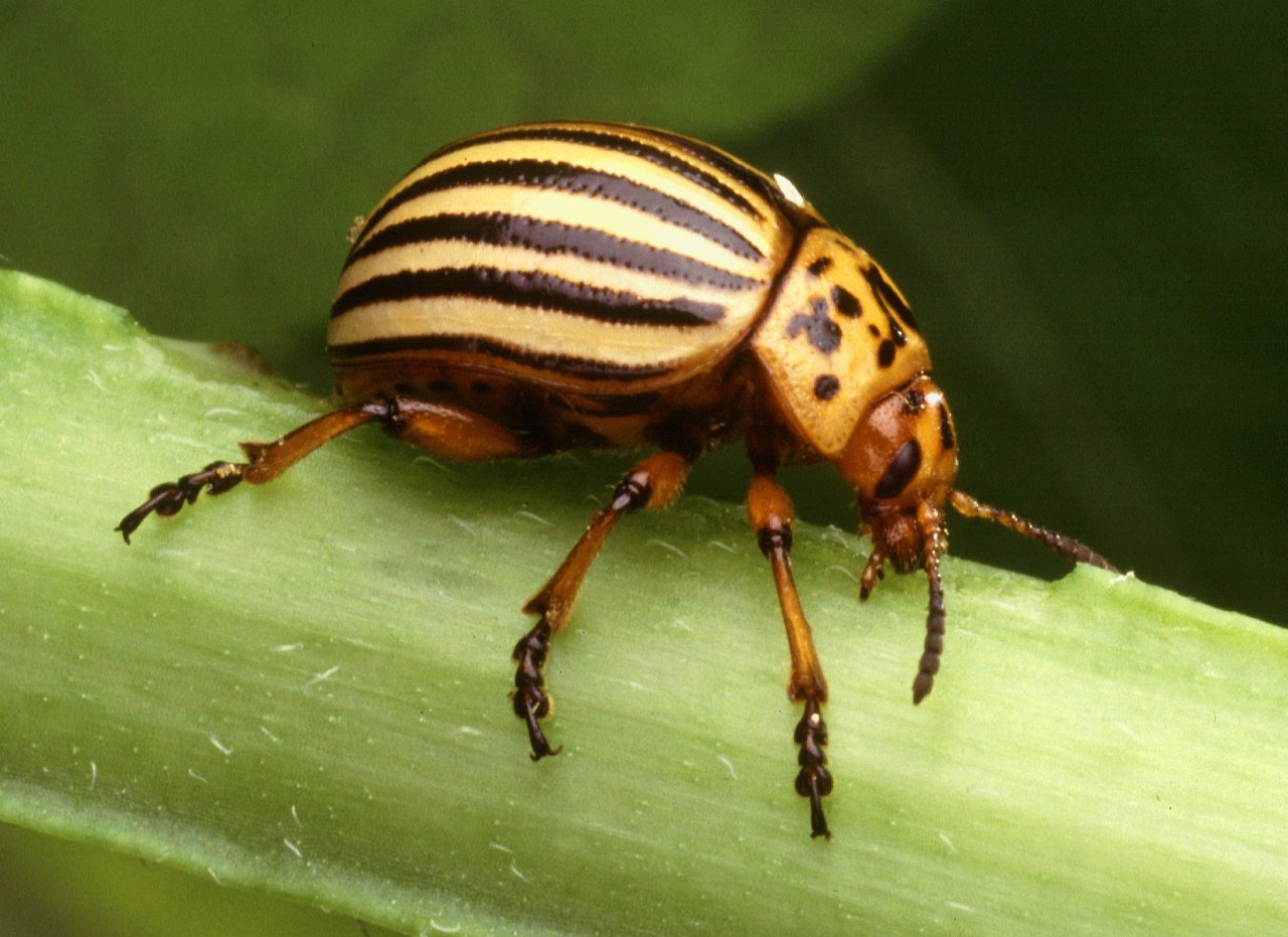 Horn Farm Community Gardens: Colorado Potato Beetle