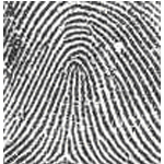 Marciano's World: Fingerprint Personality