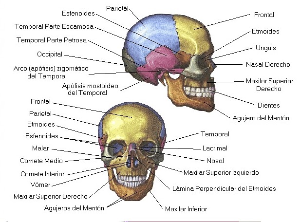 Mi atlas de anatomia: Huesos del cráneo