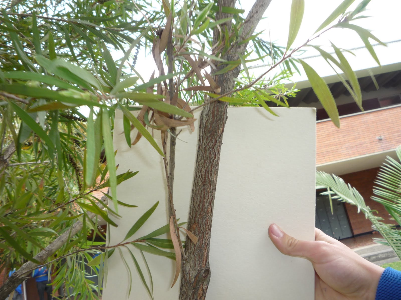 HABILIDADES CIENTIFICAS-DIVERSIDAD DE PLANTAS