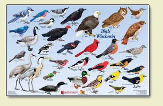 LoonWatch: 'Tis the Season to Get Excited about Birds!