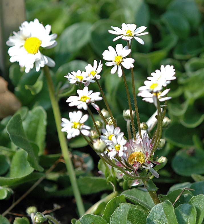 A Digital Botanic Garden: Common daisy - a postscript: the Childling Daisie