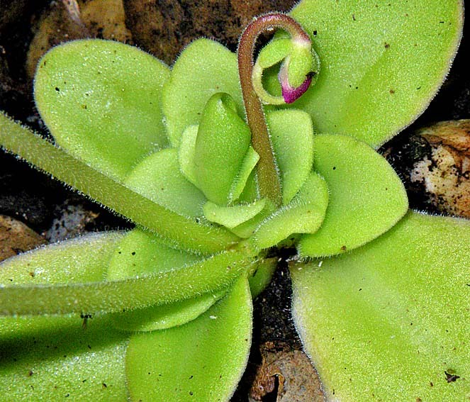 Beyond the Human Eye: Botanical Flypaper