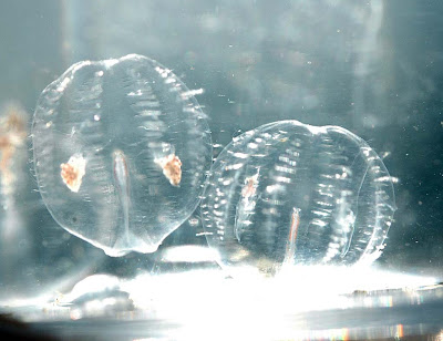 CABINET OF CURIOSITIES: Sea Gooseberries