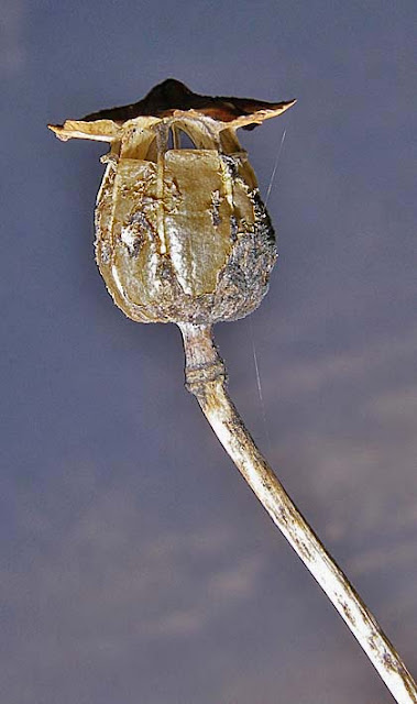 CABINET OF CURIOSITIES: Remembrance