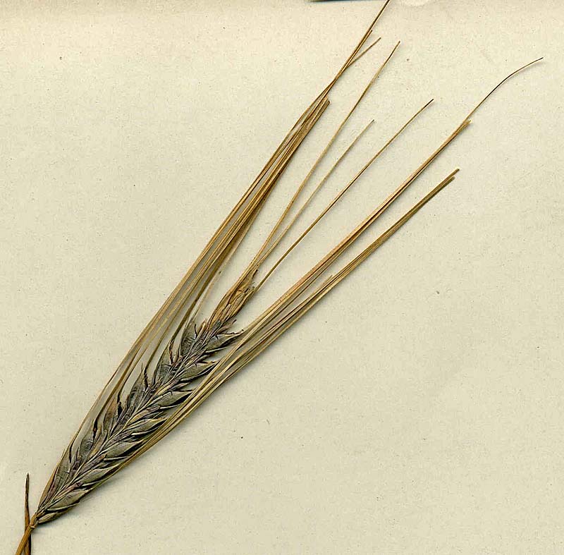 A Digital Botanic Garden: Barley, Hordeum vulgare