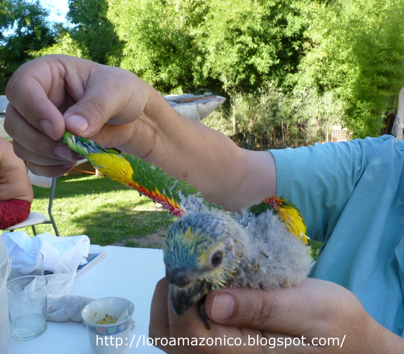 Loro Amazona Aestiva de Frente Azul: 02/02/11