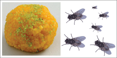 BLANK NOISE: May 2009