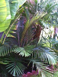 Dwarf Sugar Palm Tree