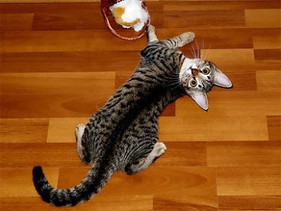 cats facts: Flexibility