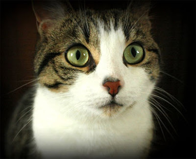 cats facts: Intrigued cat