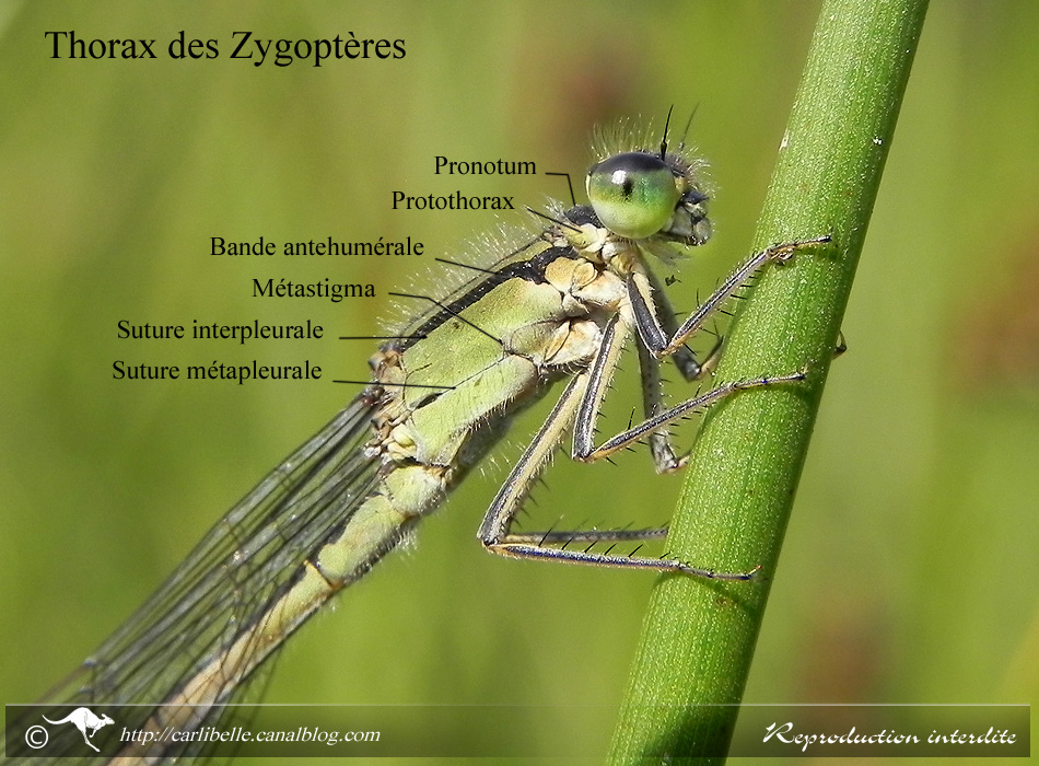 Libellules de France et dAilleurs - DRAGONFLY WORLD: ID. ZYGOPTERA