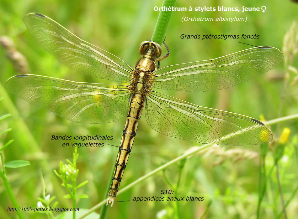 Libellules de France et dAilleurs - DRAGONFLY WORLD: ID. ANISOPTERA